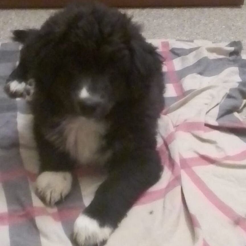 Щенок в добрые руки