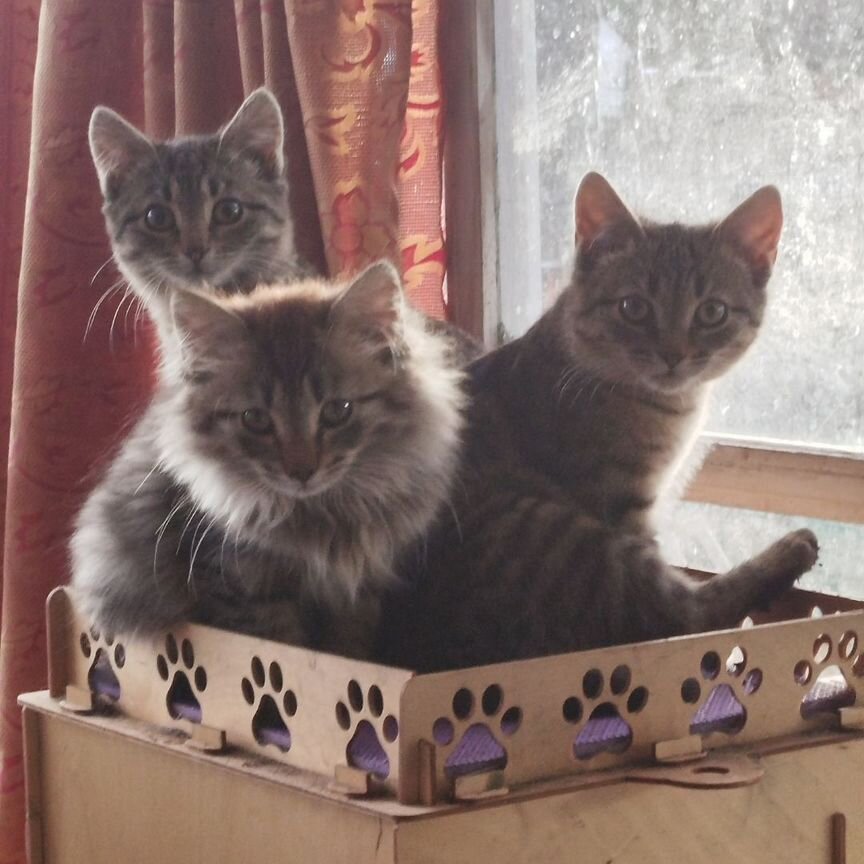 Котята в добрые руки даром