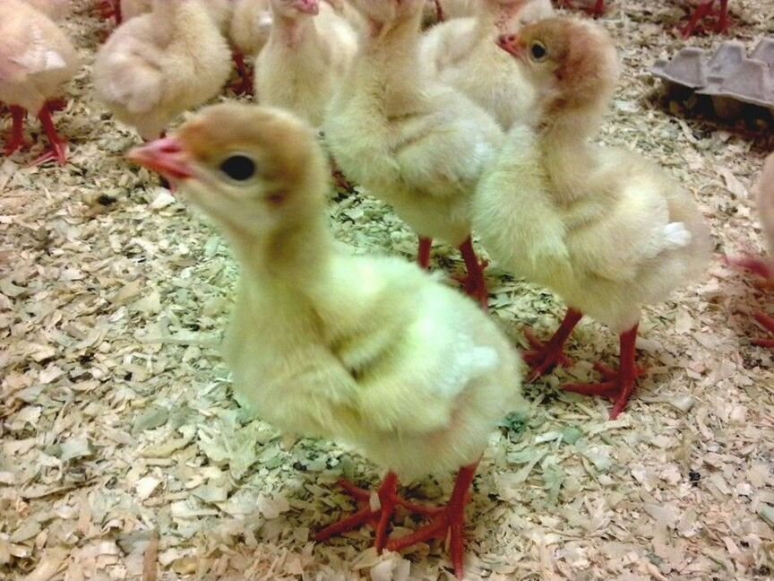 Индюшата бш