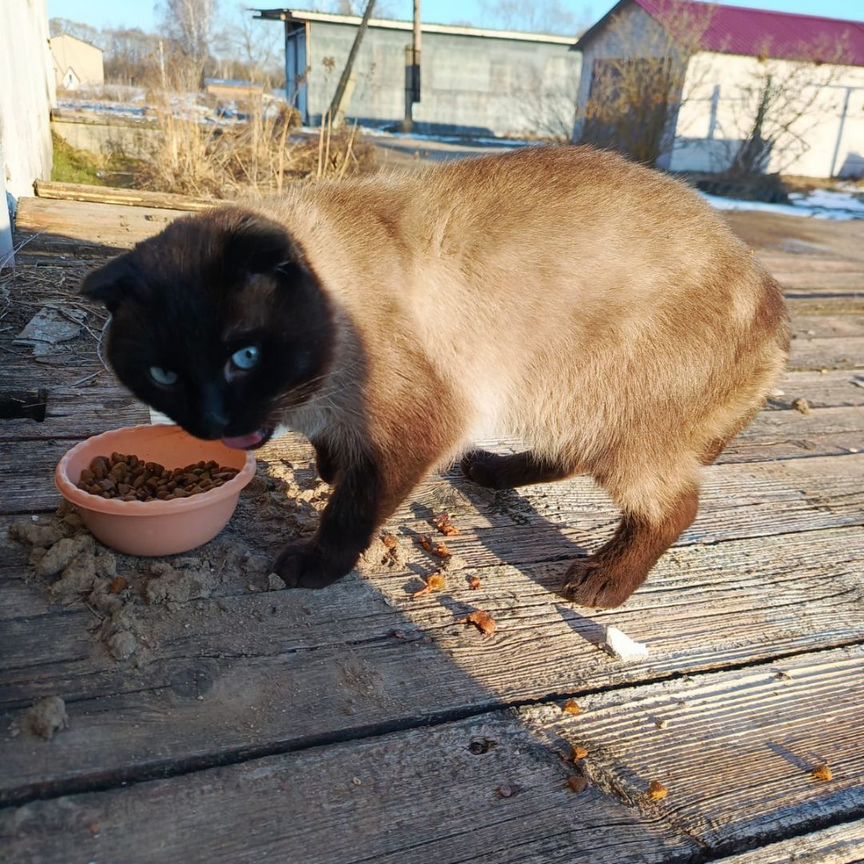 Сиамский кот