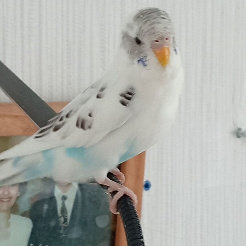 Попугай