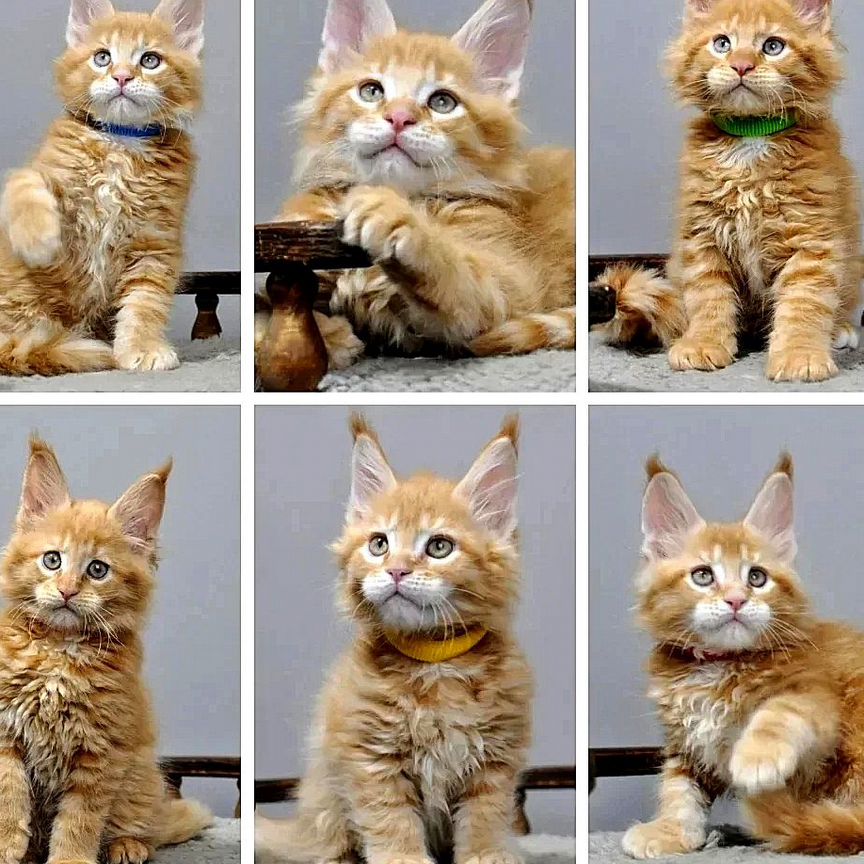 Мейн-кун котёнок