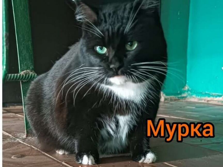 Кошечка