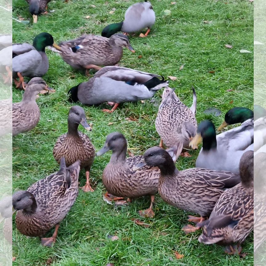 Подсадные утки чубарые,селезни
