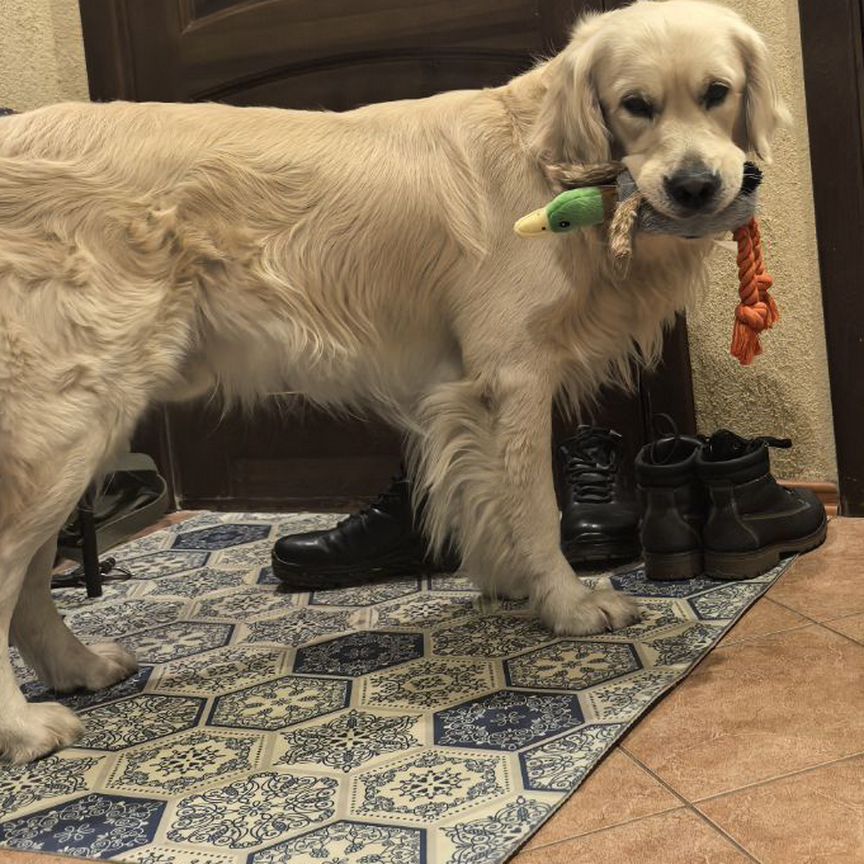 Золотистый ретривер, взрослый пёс