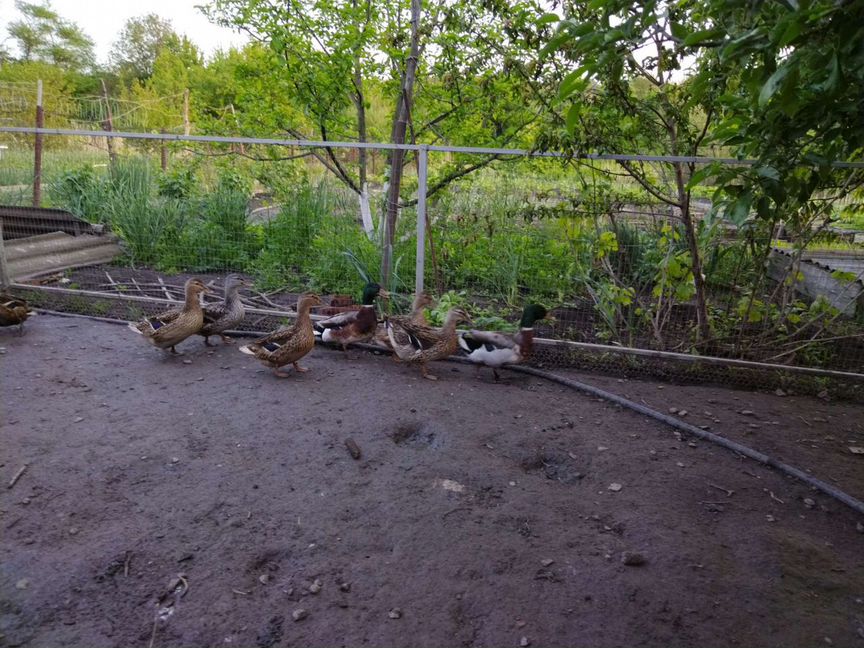 Подсадная утка кряква