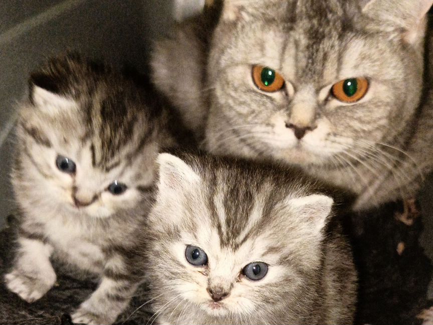 Шотландские вислоухие котята мрамор