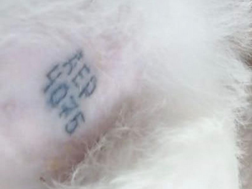 Клеймение щенков