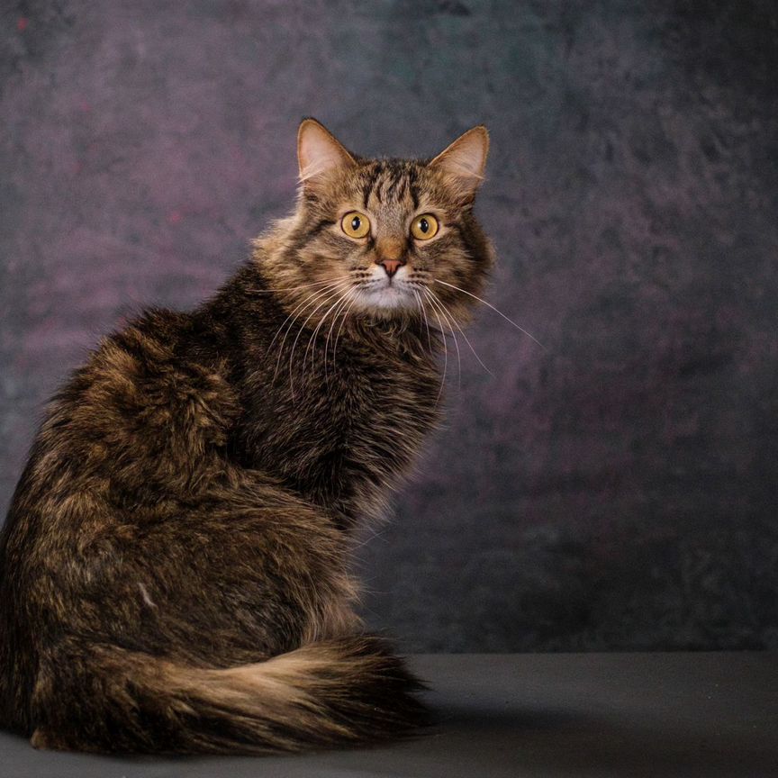 Пушистый Партос 1,5года ищет дом