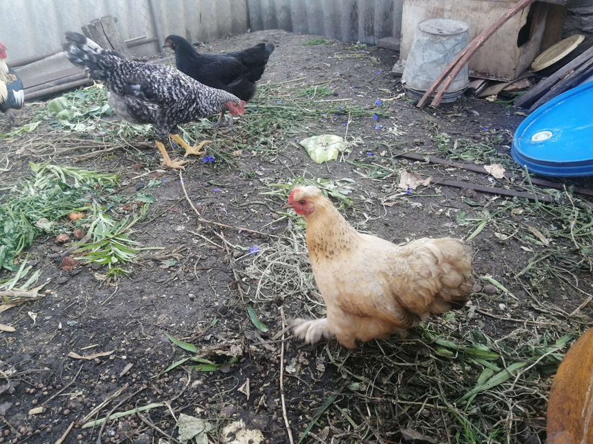 Бентамки и русский королек