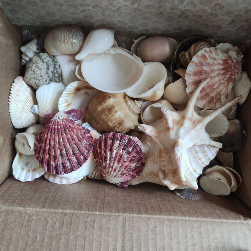 Ракушки лот