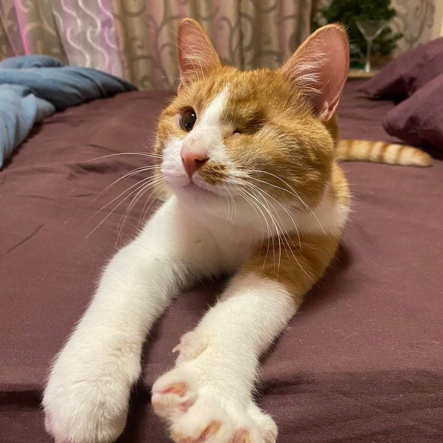 Нежный котик