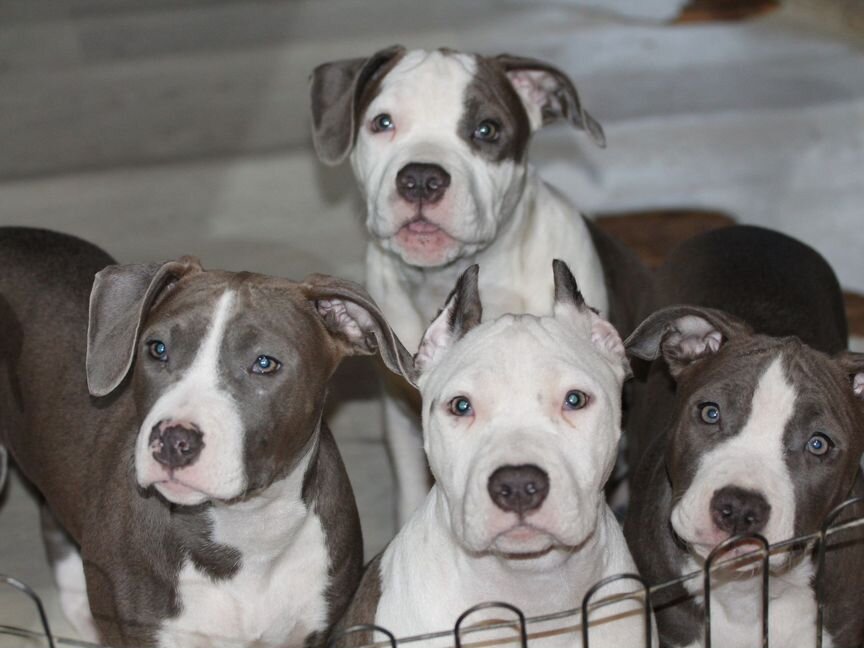 Девочка Стаффордширский терьер