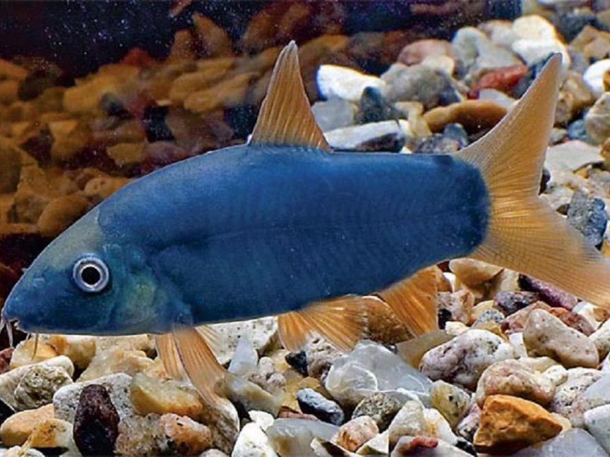 Экзотические рыбы