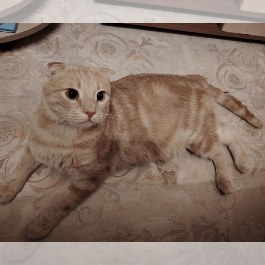 Шотландский вислоухий короткошёрстный кот, взрослый