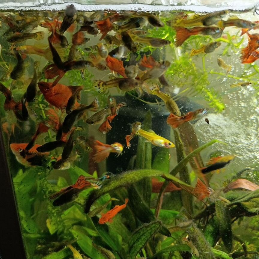 Аквариумные рыбки и улитки