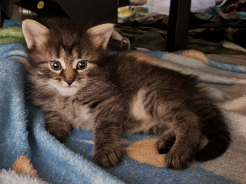 Котенок девочка 1,5 месяца