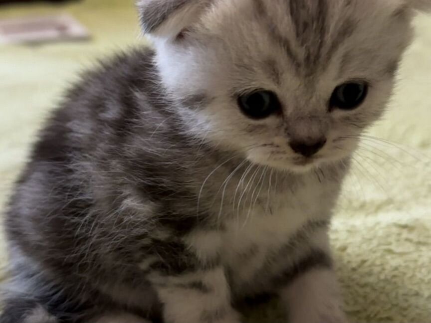 Шотландская вислоухая