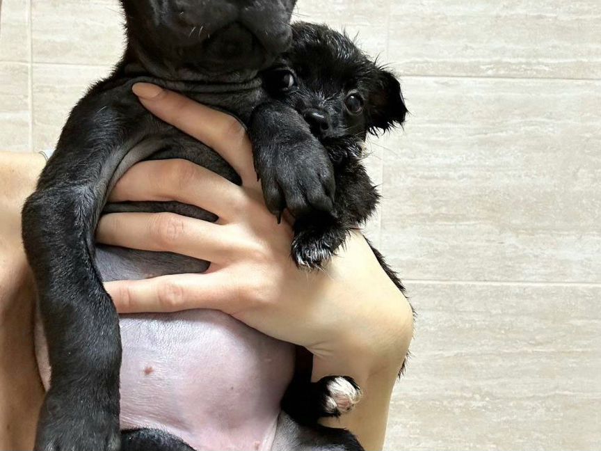 Щенок девочка в хорошие руки