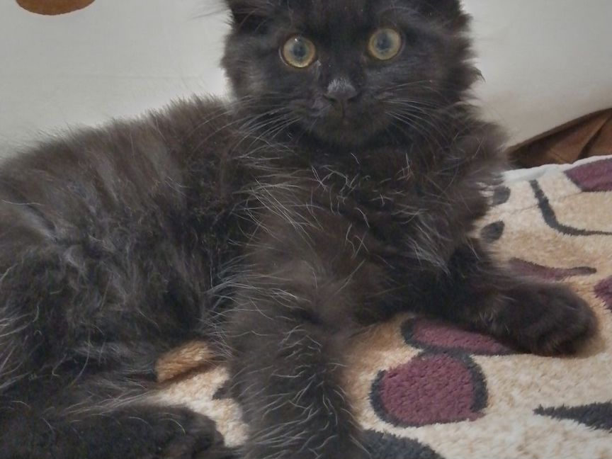 Котëнок Милли,ищет добрые ручки