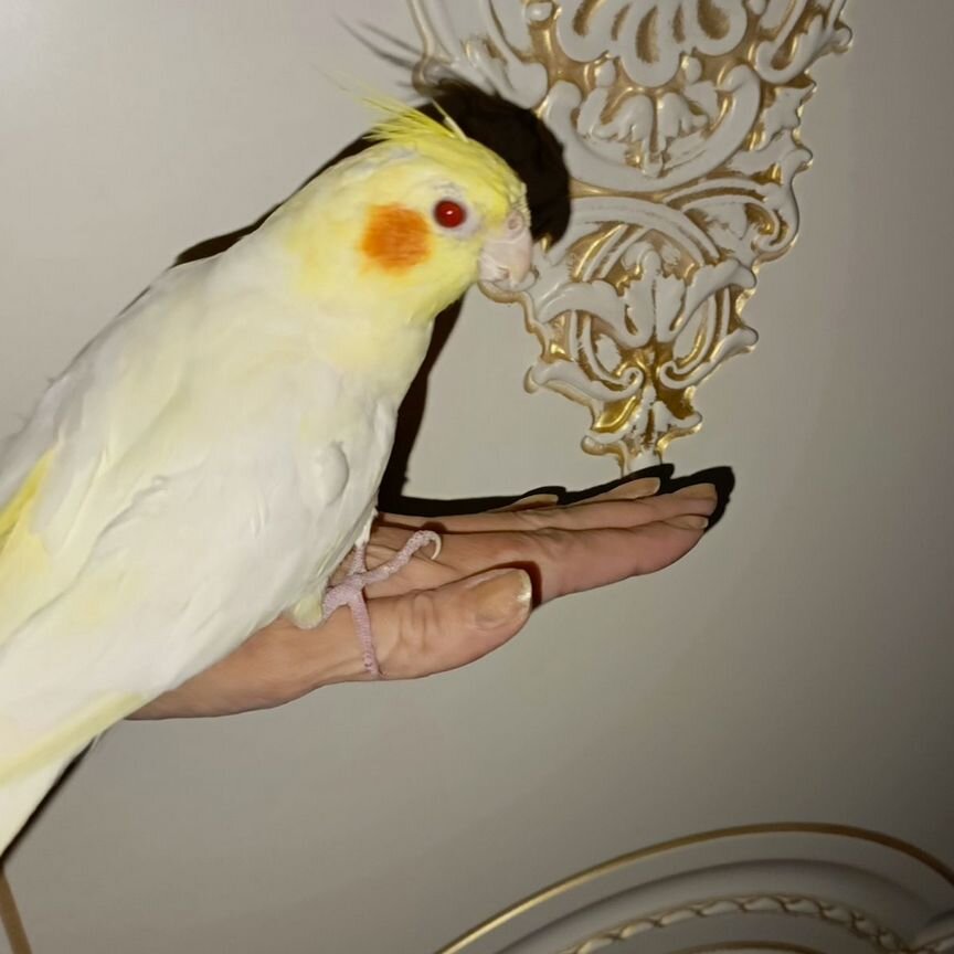 Попугаи Кореллы ручные