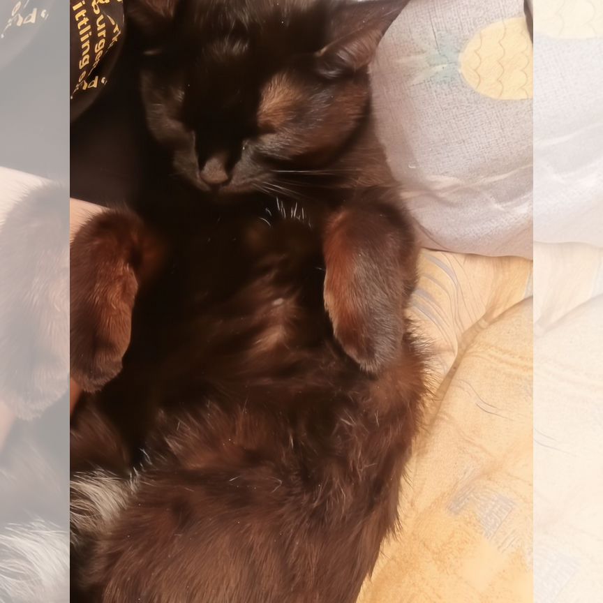 Шотландский вислоухий короткошёрстный котёнок