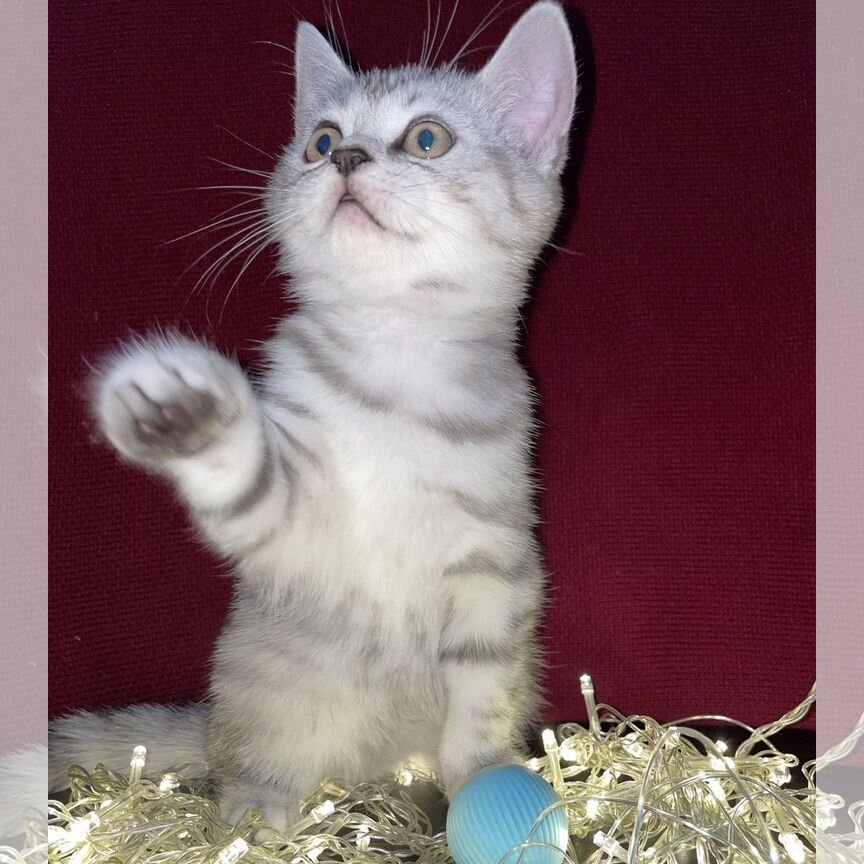 Шотландский прямоухий длинношёрстный котёнок