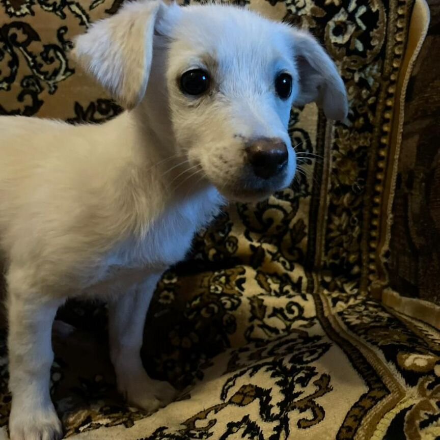 Щеночек в добрые руки