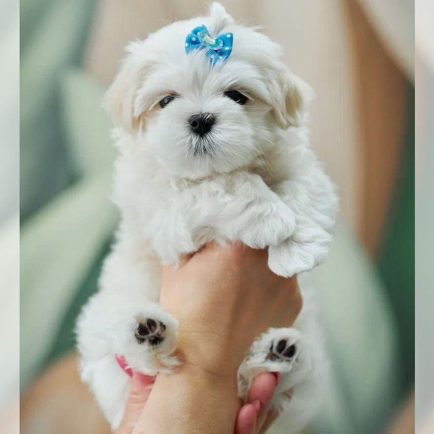 Мальтийская болонка, щенок