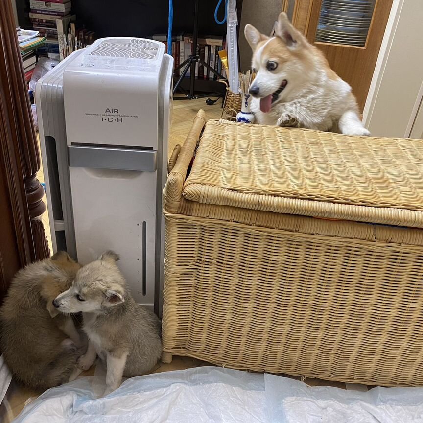 Щенки двортерьерчики 2-2,5 мес. в добрые руки