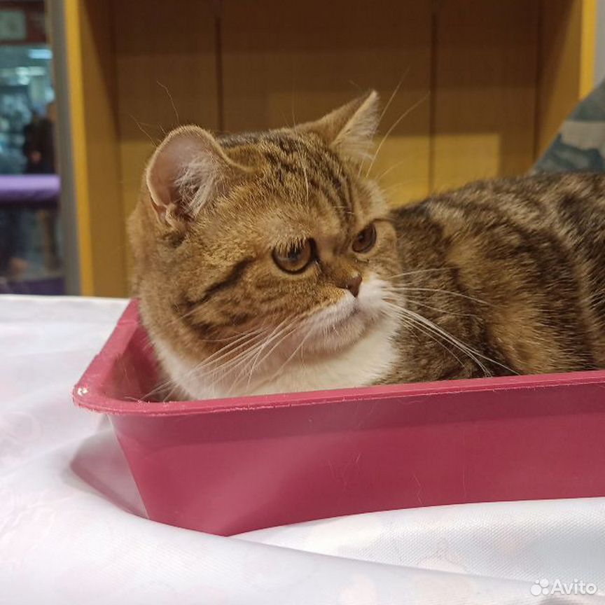Кошечка скоттиш страйт