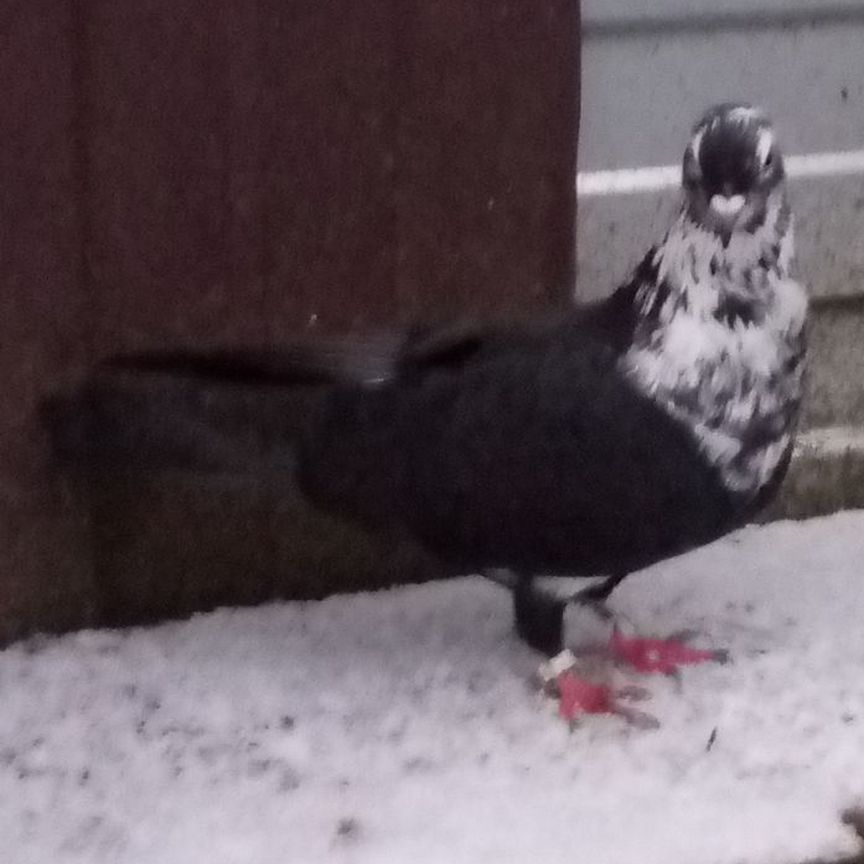 Голуби бойные