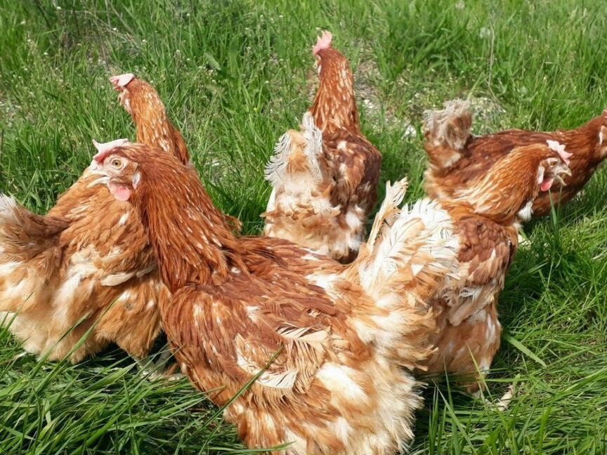 Куры несушки с доставкой