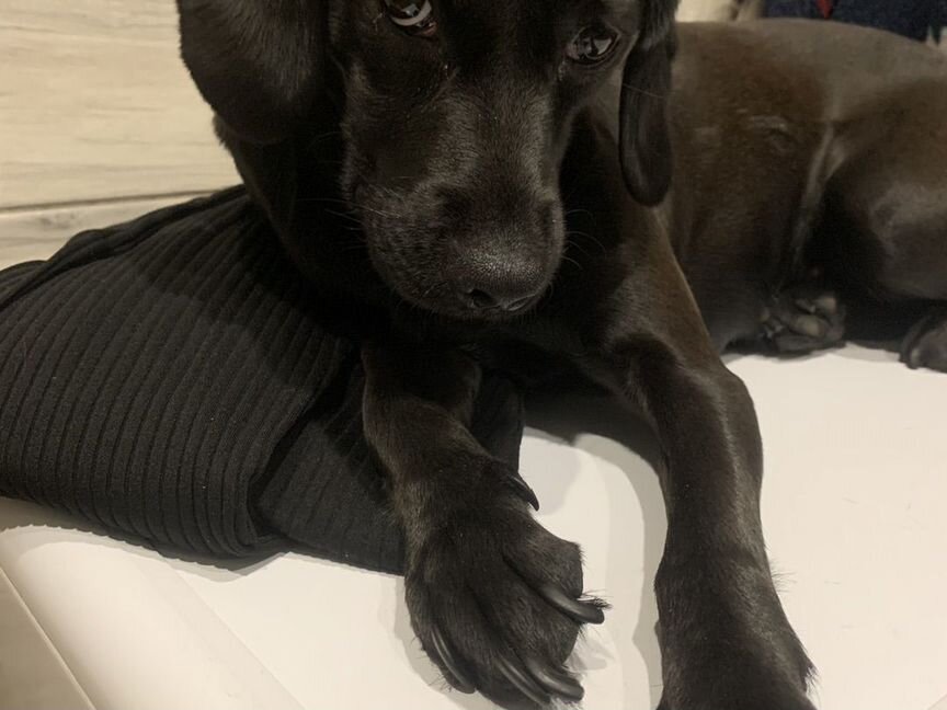 Отдам в добрые руки лабрадора