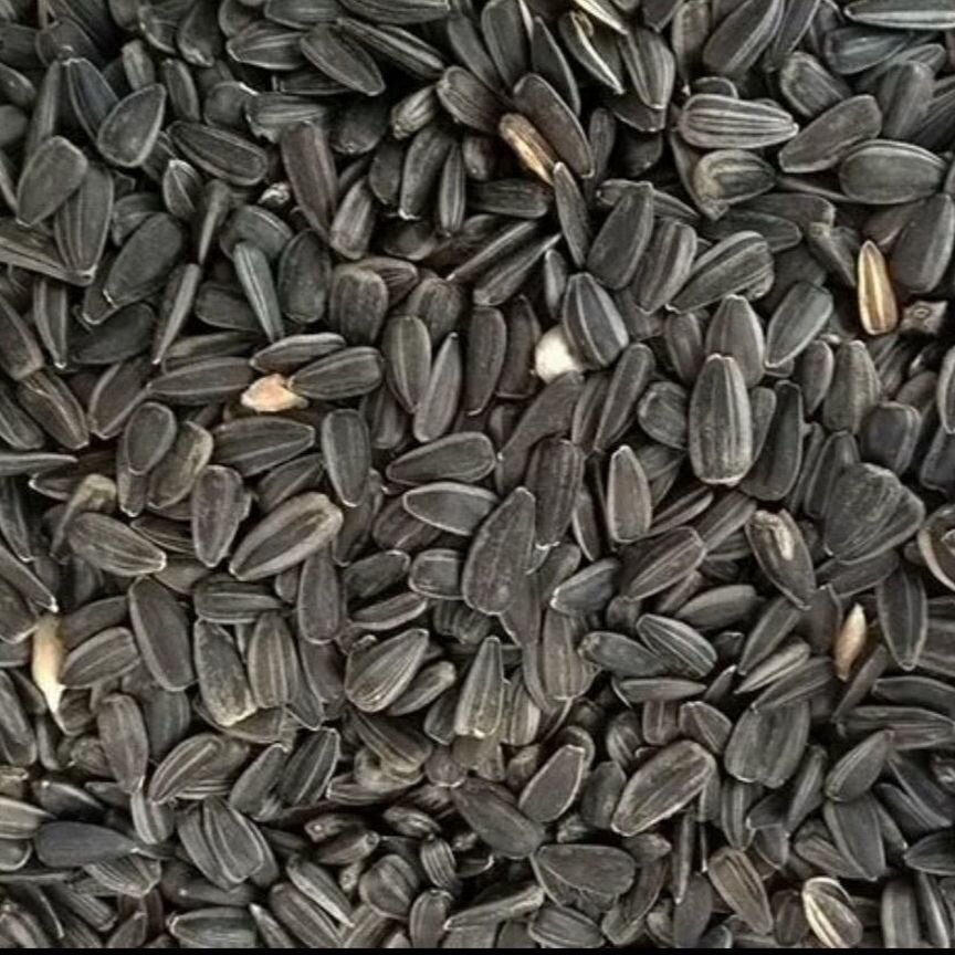 Семечки подсолнечника для птиц
