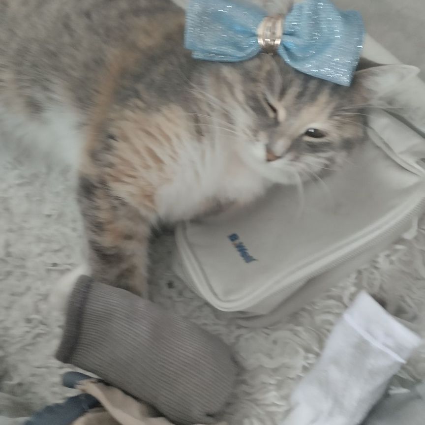 Отдам в добрые руки кошек и котят