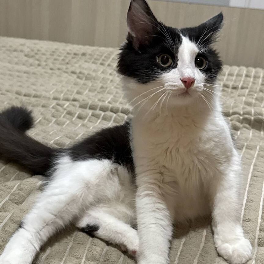 Котик мальчик 3.5 месяца