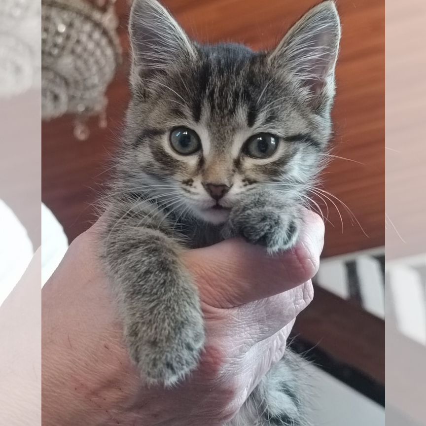 Котёнок в добрые руки