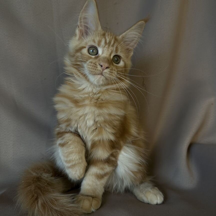 Мейн-кун котёнок