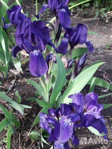 Многолетние цветы для сада купить в Перми | Товары для дома и дачи | Авито