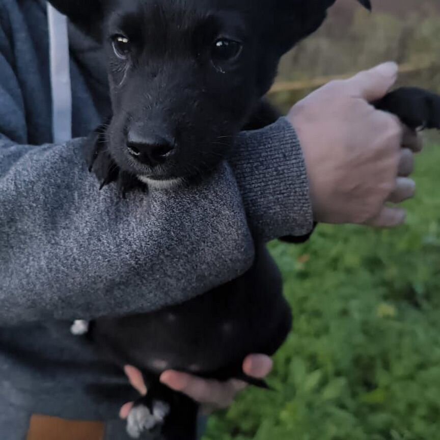 Щенки 2,5 мес на улице