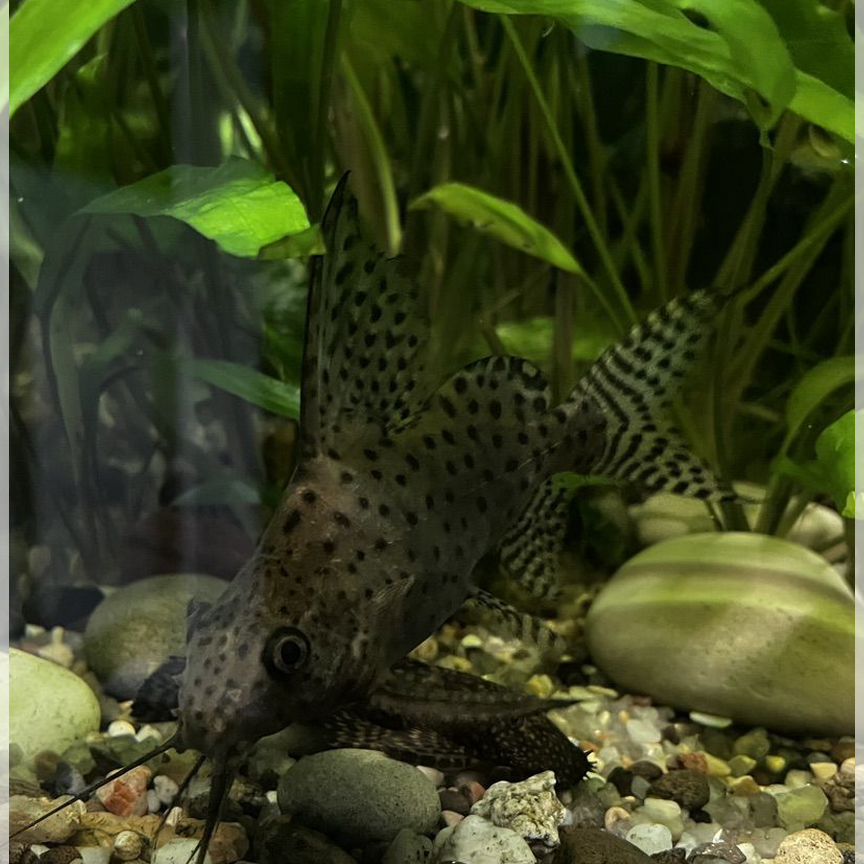 Аквариумный сомик