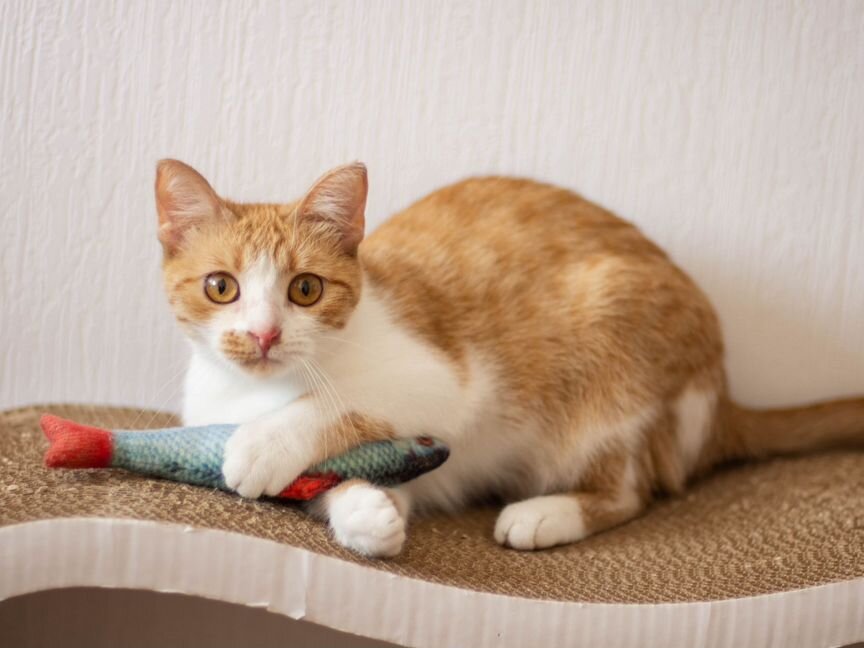 Рыжий котенок девочка