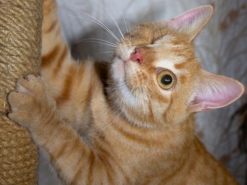 Котик рыжик ищет семью