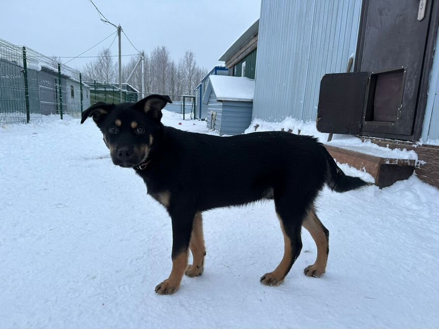 Щеночек-подросток в добрые руки