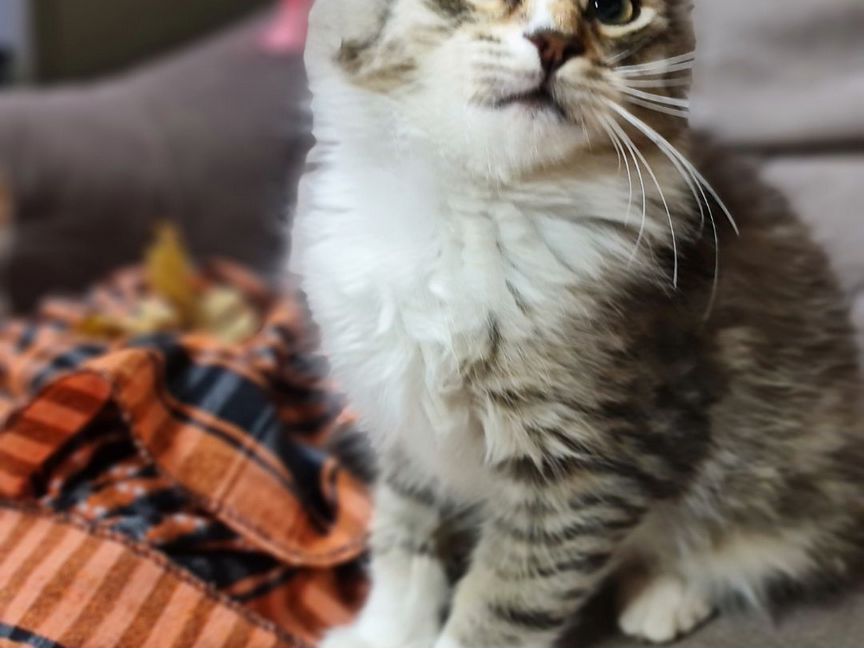 Котёнок мальчик 3.5 месяца