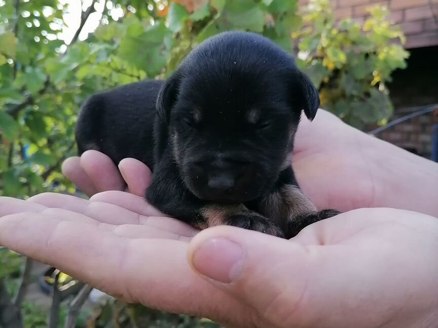 Щенки ягдтерьера