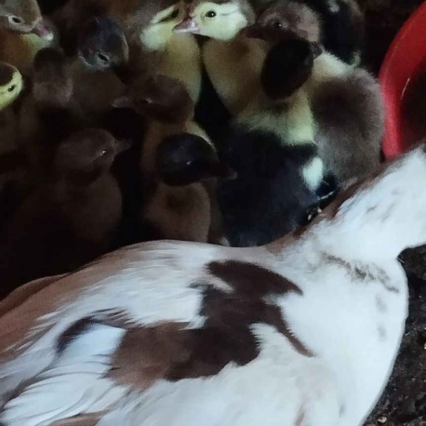 Утята индоутки