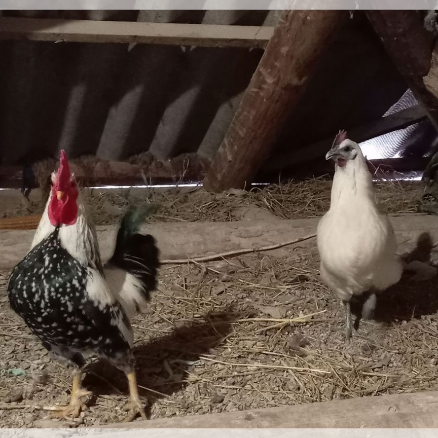 Курицы не сушки бентамки