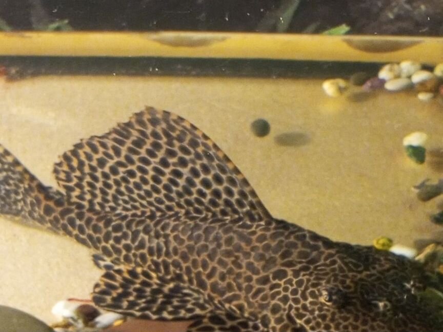 Сом птеригоплихт